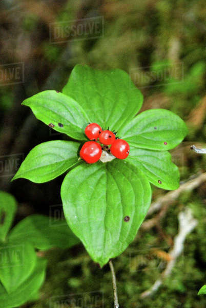 Temperate Rainforest Berries, Bramham Island, British Columbia, Canada ...