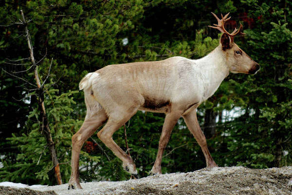 Mountain caribou, Rangifer tarandus caribou, cow migrating in early ...