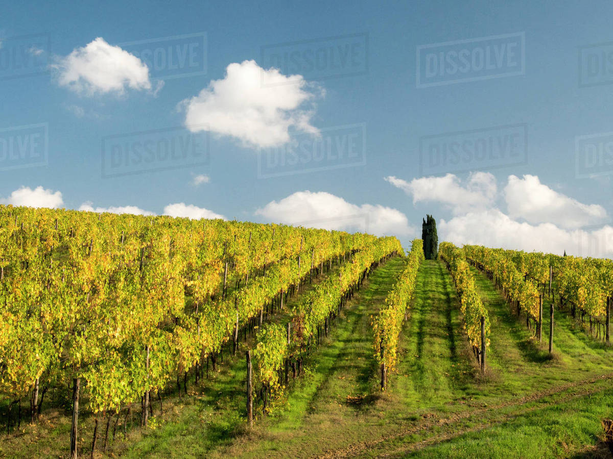 Europe, Italy, Tuscany. Steep hills of vineyards in the Chianti region ...