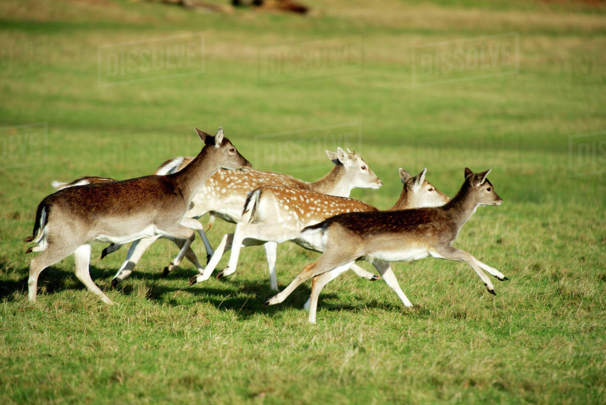 Fallow deer grazing in Richmond Park, London, UK. Fallow deer, an ...