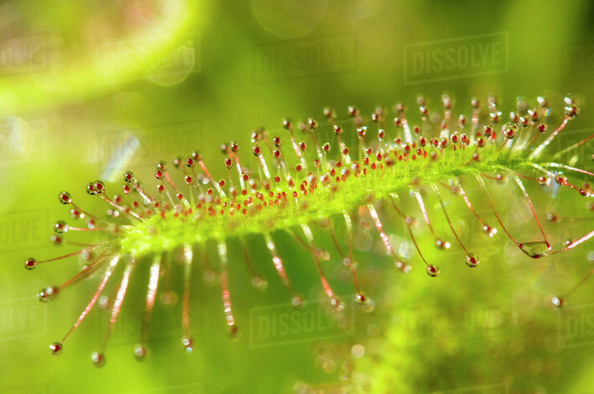 Close-up of sundew (Drosera genus), a carnivorous plant. - Royalty-free ...