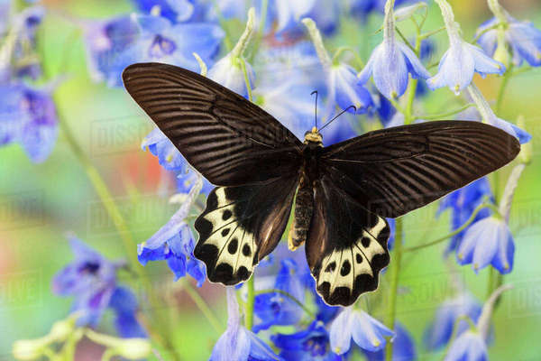 Priapus Batwing Swallowtail Butterfly from S.E. Asia, Atrophaneura ...