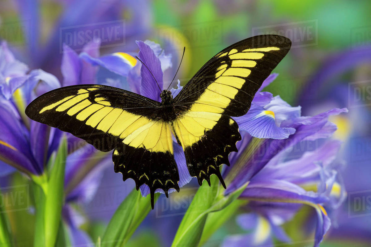 The Androgeus Swallowtail, Queen Page or Queen Swallowtail Butterfly ...