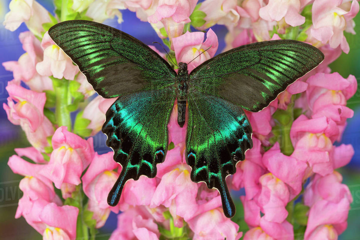 The Common Peacock Swallowtail Butterfly, Papilio bianor - Royalty-free ...