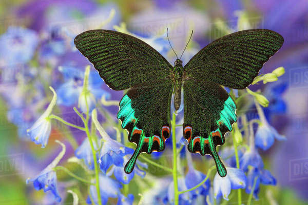 Luzon Peacock Swallowtail Butterfly from Philippines, Papilio hermeli ...