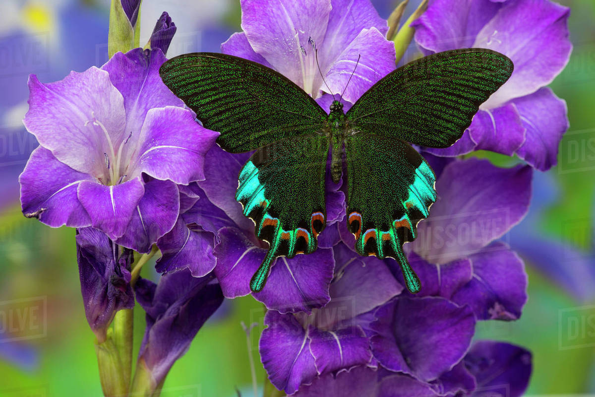 Luzon Peacock Swallowtail Butterfly from Philippines, Papilio hermeli ...