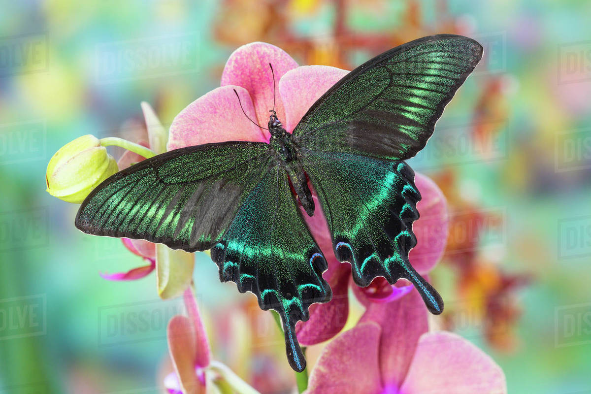 Alpine Black Swallowtail Butterfly, Papilio maackii - Royalty-free ...