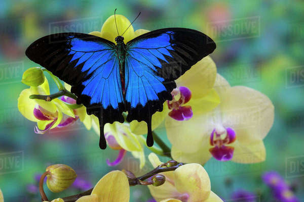 Mountain Blue Swallowtail of Australia, Papilio ulysses - Royalty-free ...