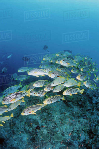 Group of fish swimming in sea - Stock Photo - Dissolve
