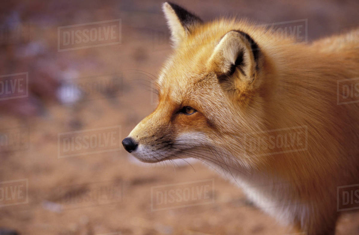 NA, Canada. Red Fox - Royalty-free Stock Photo | Dissolve