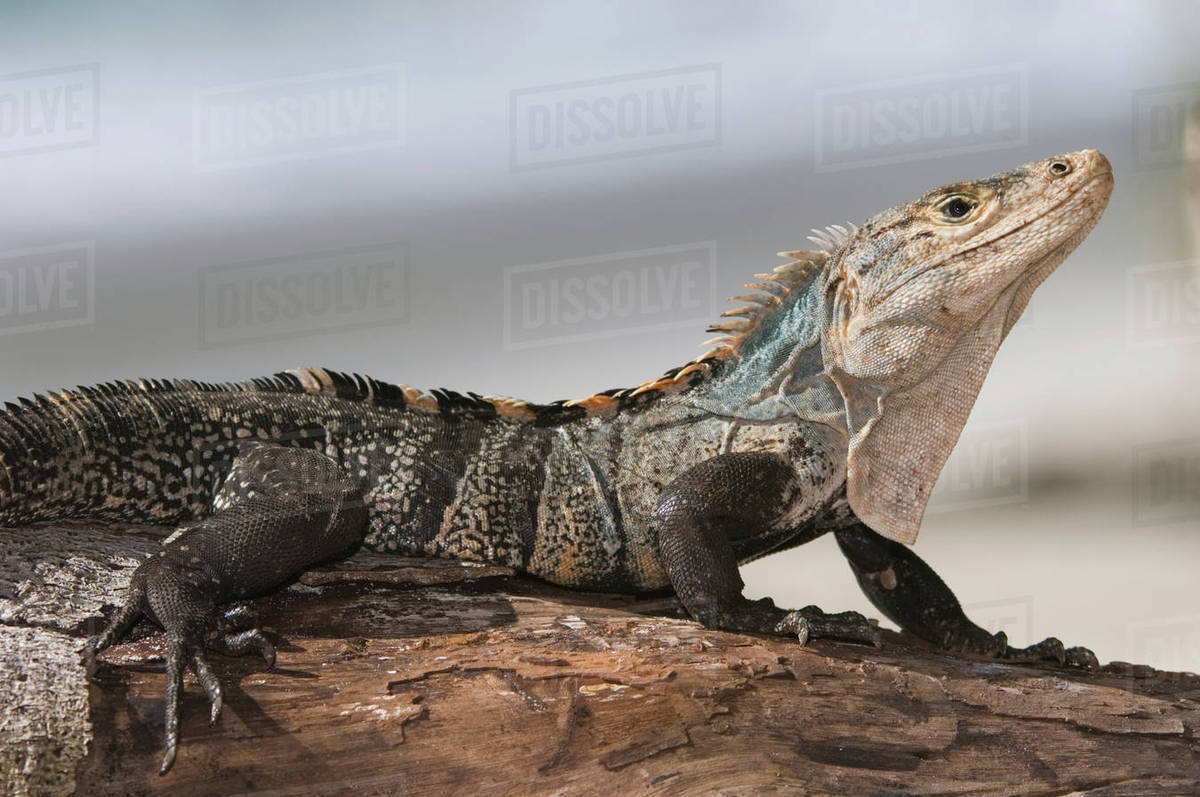 Black Iguana, Ctenosaur, Ctenosaura similis, adult, Manuel Antonio ...