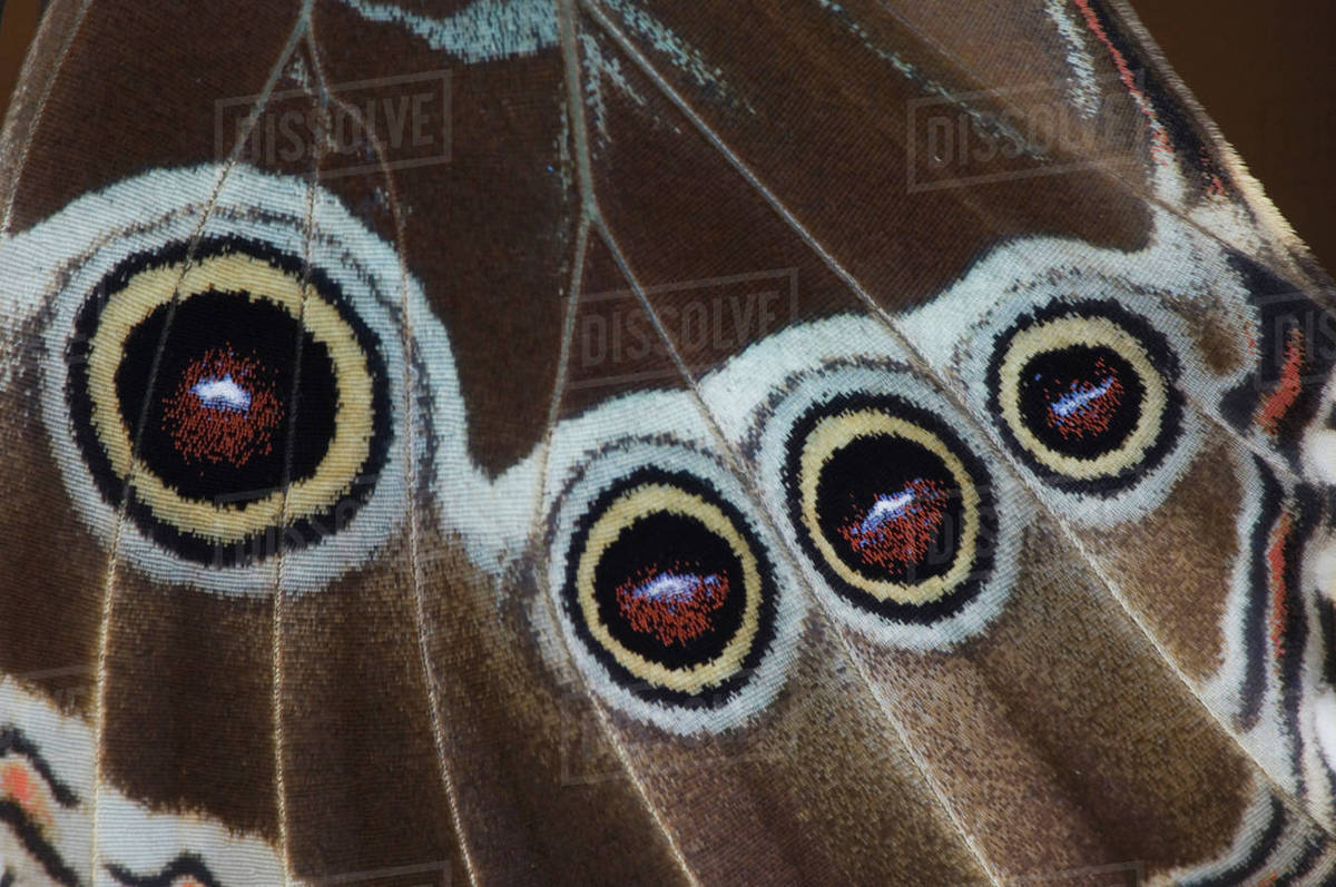 Blue Morpho, Morpho menelaus, adult newly emerged from pupa, captive ...