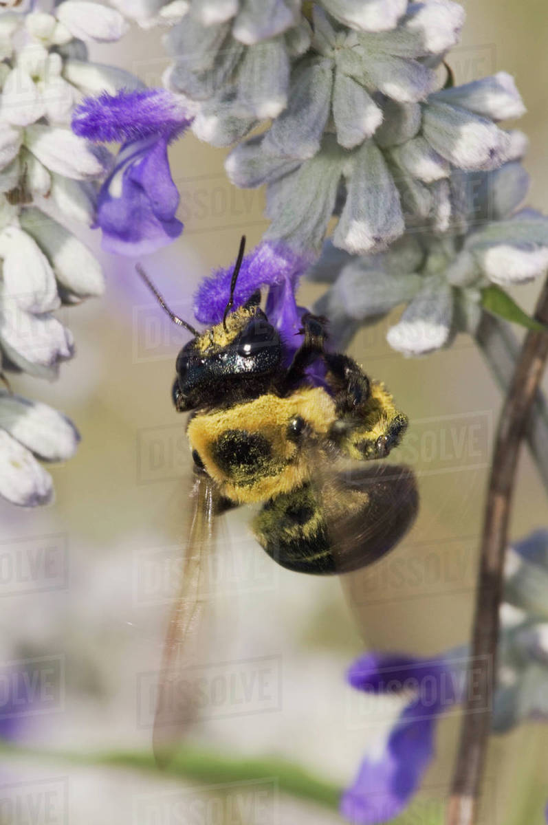 Carpenter Bee, Xylocopa virginica, feeding on Mealy sage (Salvia ...