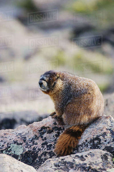 Yellow-bellied Marmot,Marmota flaviventris,adult on rock boulder,Rocky ...