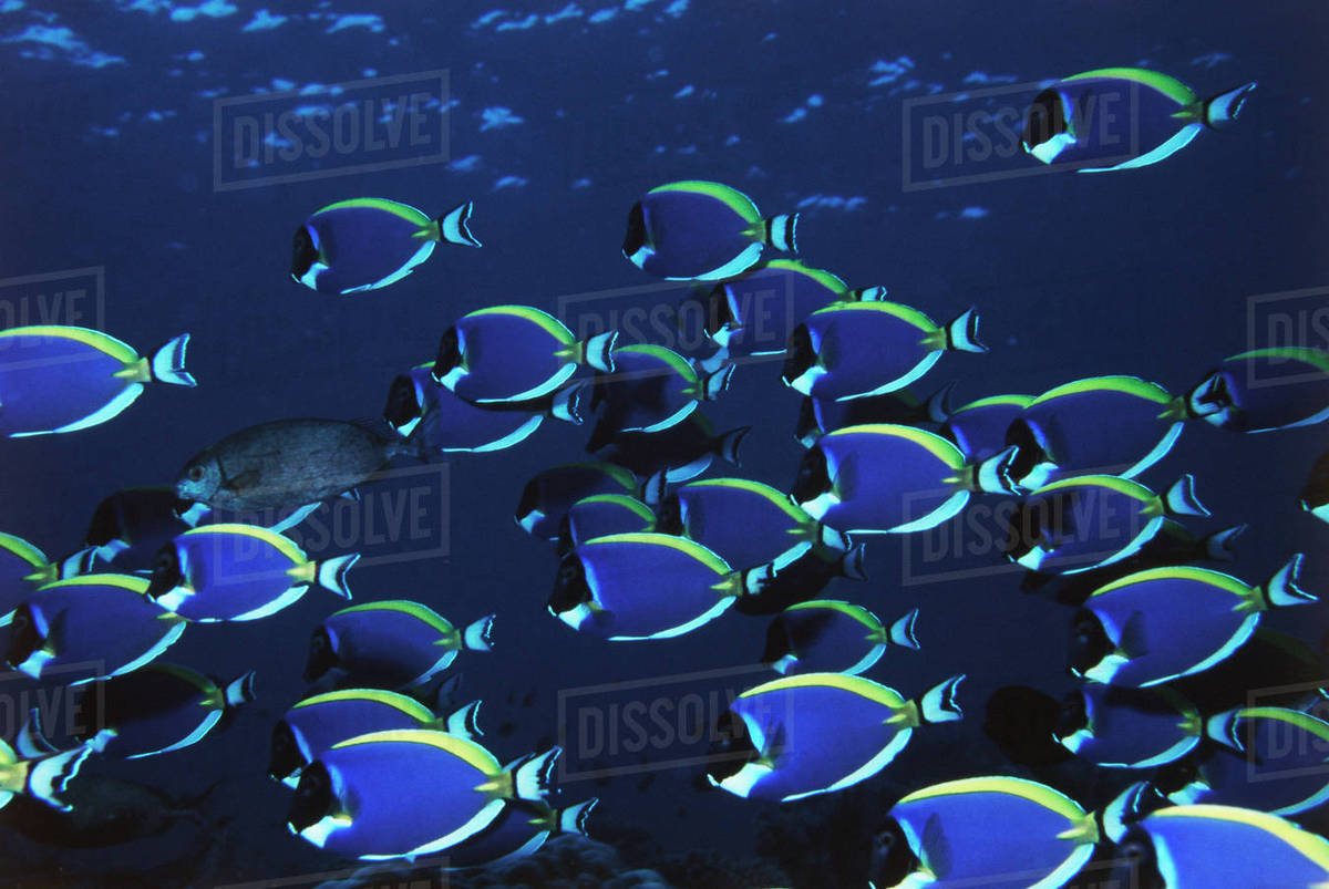 Schooling Powder Blue Surgeonfish (Acanthurus leucosternon) - Stock ...