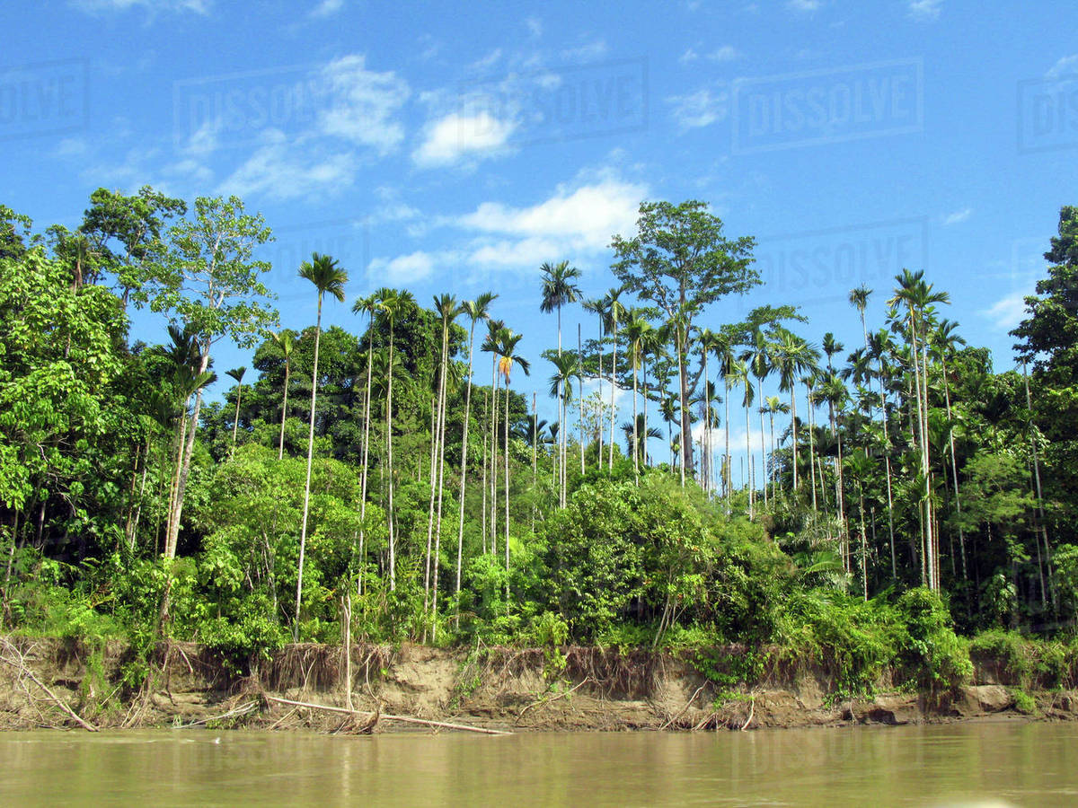 Papua New Guinea, Morobe Province. Betel Nut Palms on Watut River ...