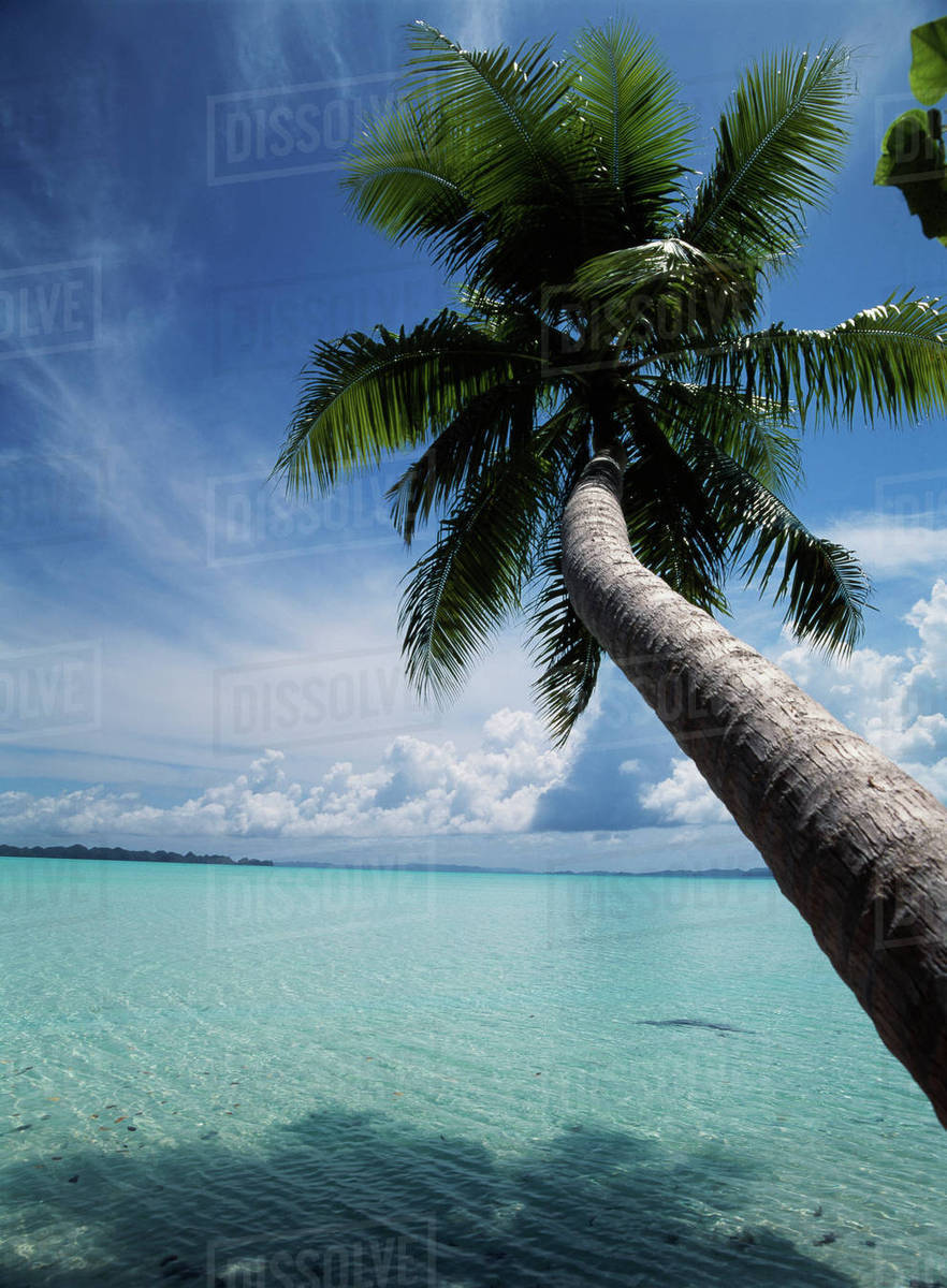 Palau, Micronesia, Palm tree at Palau Lagoon - Royalty-free Stock Photo ...
