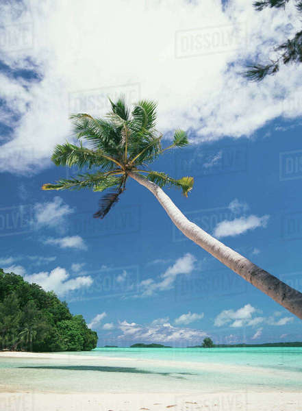 Palau, Palm trees along tropical beach - Royalty-free Stock Photo ...