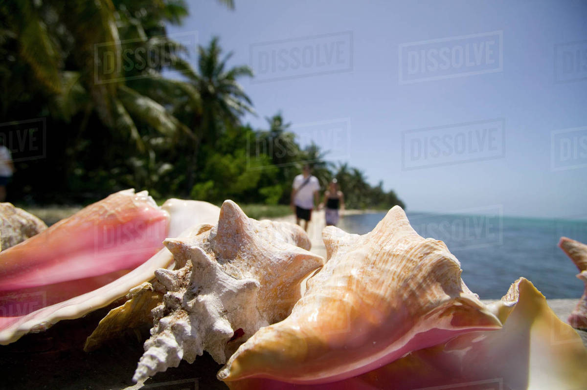Conch Shells, Half Moon Caye, World Heritage Site-Lighthouse Reef Atoll ...
