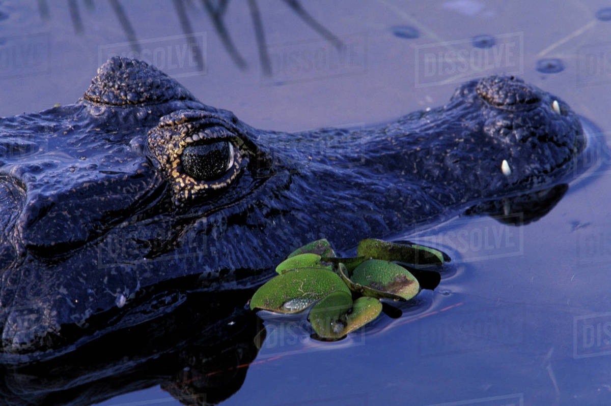 South America, Brazil, Amazon Rainforest, Pantanal. Spectacled Caiman ...