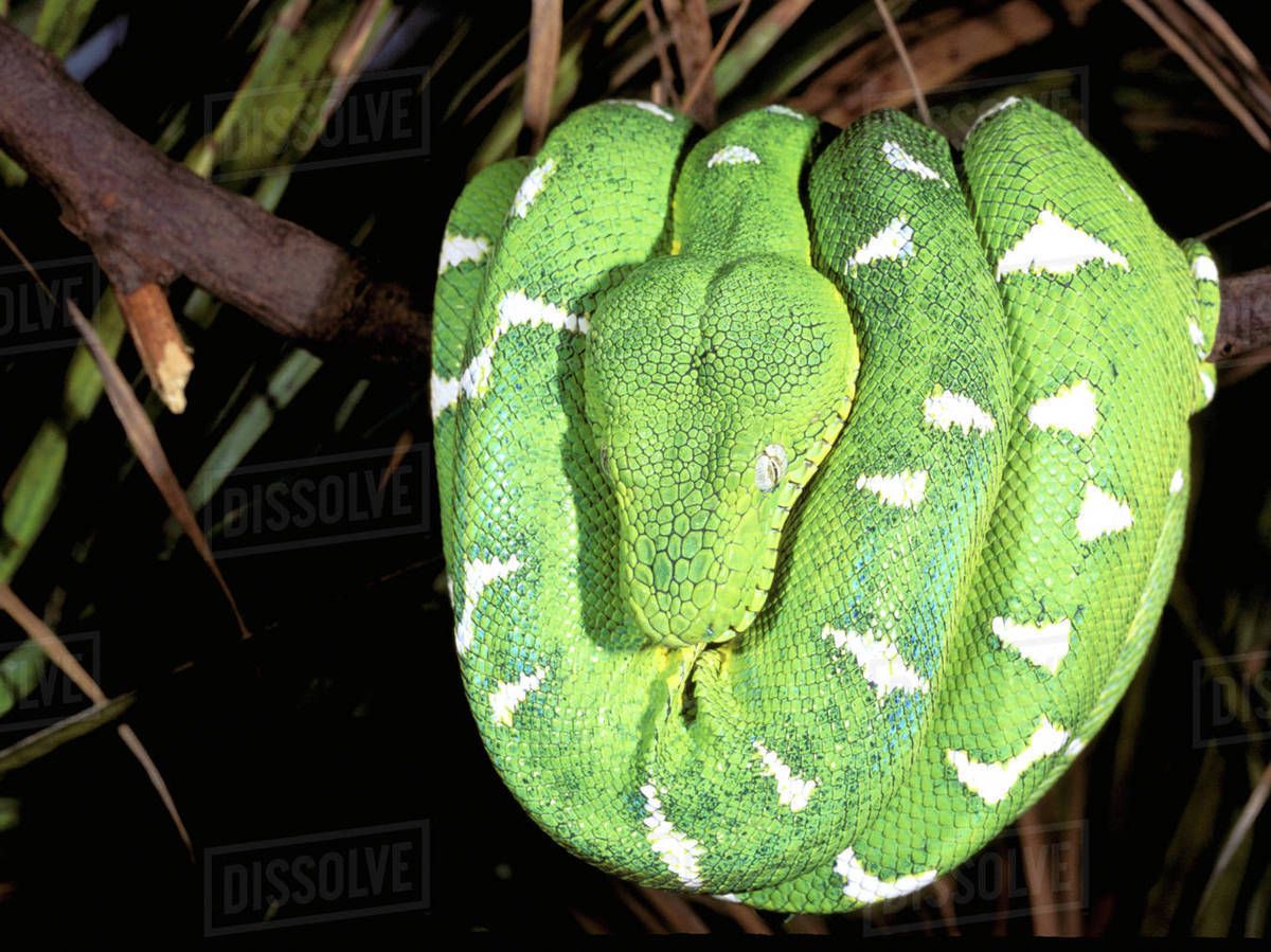 South America, Ecuador, Amazon. Emerald tree boa (Corallus caninus ...
