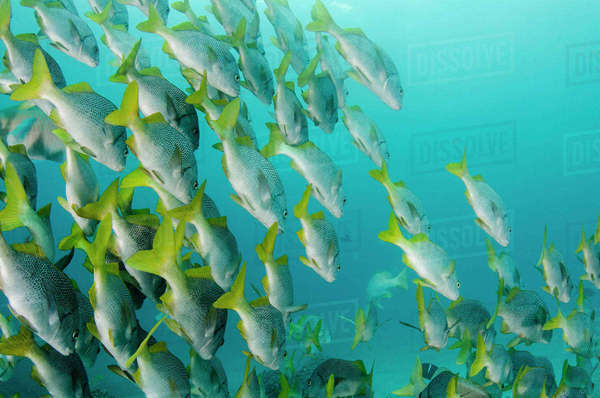 Yellowtail Grunt (Anisotremus interruptus) Galapagos Islands, Ecuador ...
