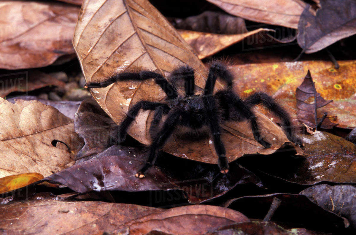 South America, Peru, Manu River Region. Tarantula - Royalty-free Stock ...