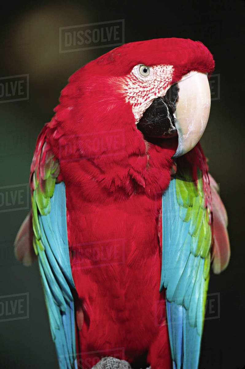 North America, Florida. A captive Scarlet Macaw (Ara macao). It is a ...