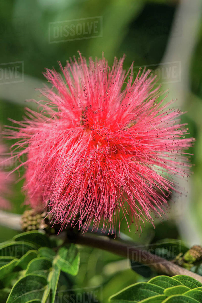 USA, Florida, New Smyrna Beach, Calliandra, Powder Puff Plant ...