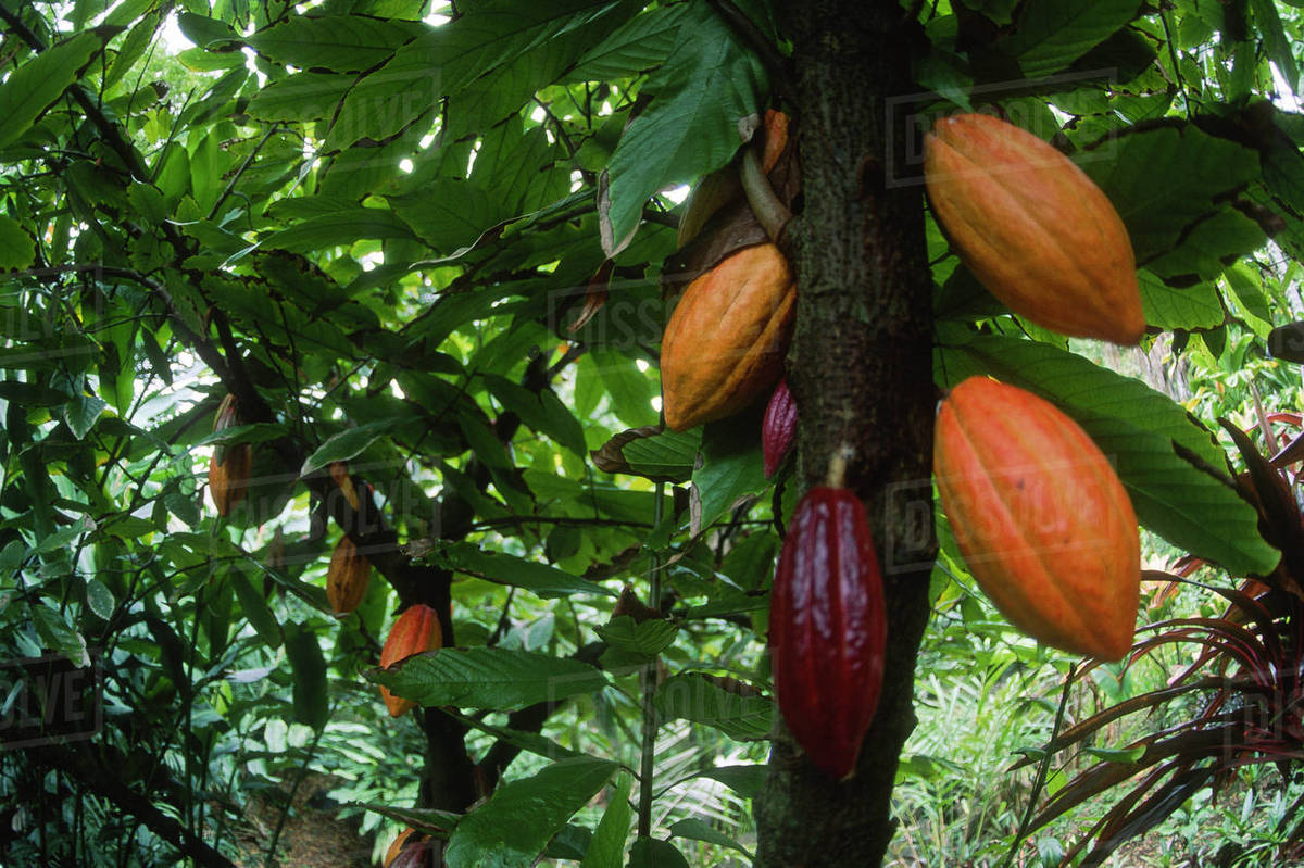 Cacao pods, Hawaii. - Stock Photo - Dissolve