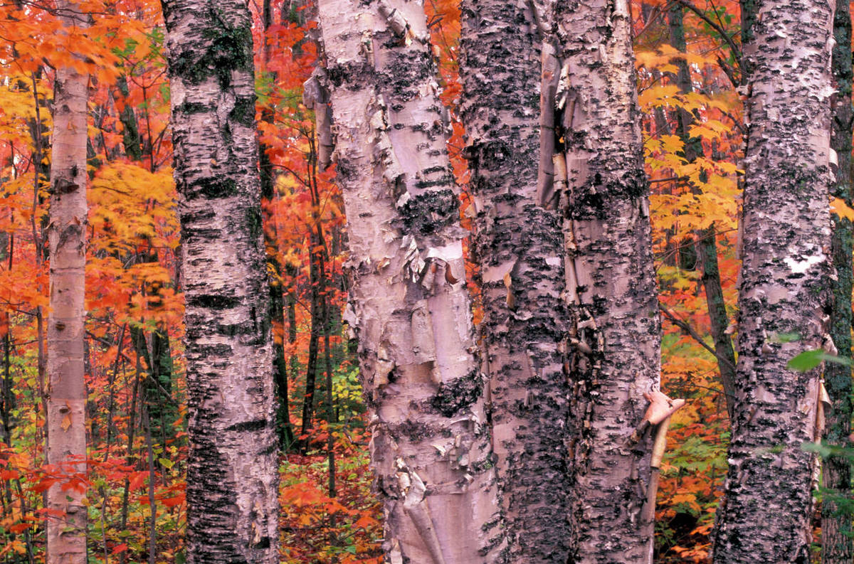 USA, Minnesota, Lake Superior National Forest. Forest landscape and ...