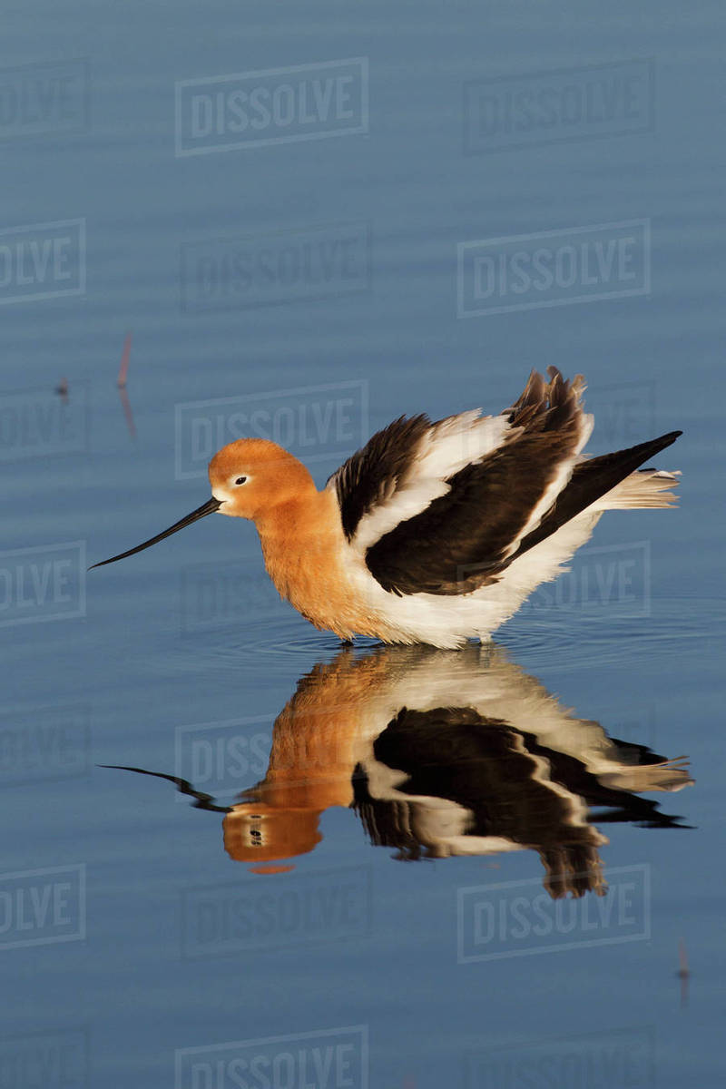 American Avocet - Stock Photo - Dissolve