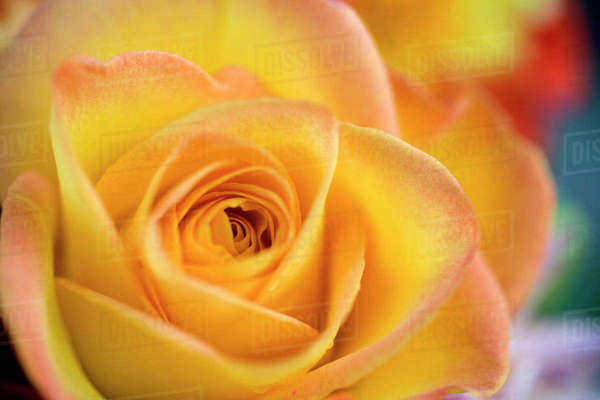 USA, Oregon, Bend. A close-up of a yellow rose reveals delicate pink ...