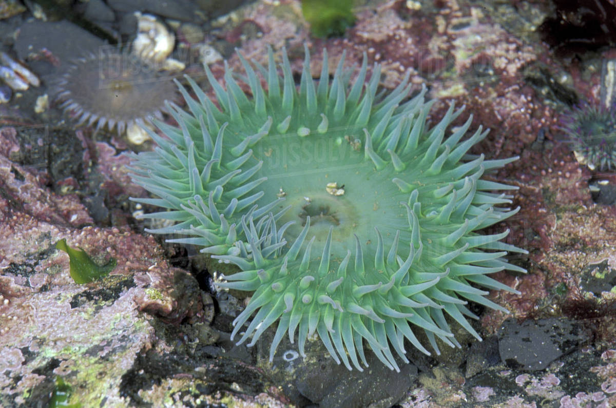 N.A., USA, Washington, Olympic National Park, Giant Green Anemone ...