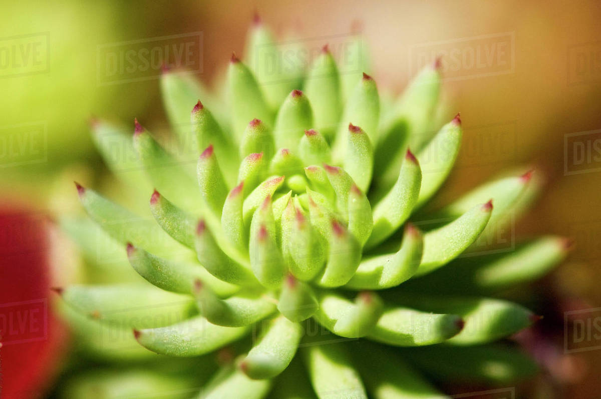 Close-up of succulent plant. - Royalty-free Stock Photo | Dissolve