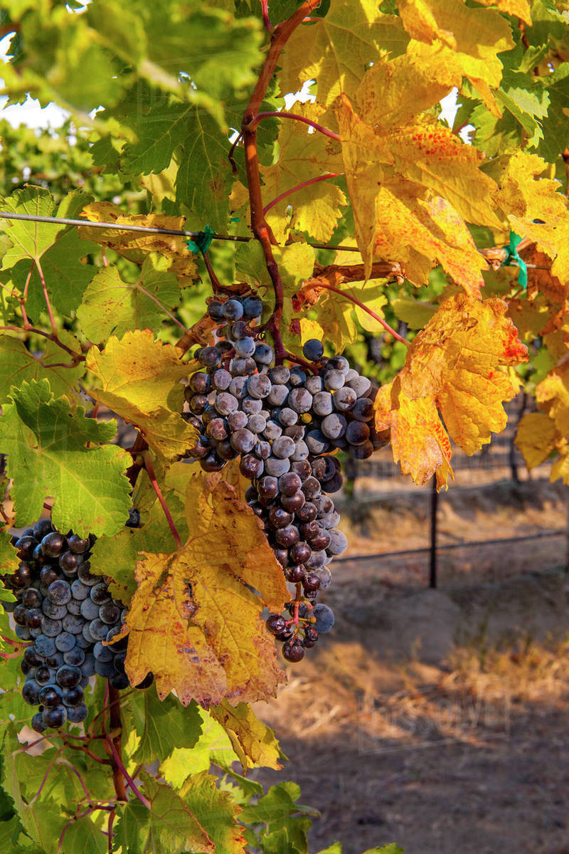 USA, Washington, Yakima Valley. Grapes ready for harvest in Red ...