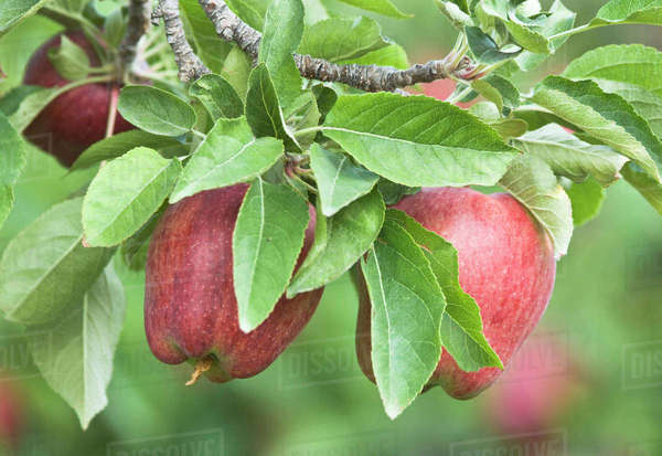 USA, WA, Lake Chelan, Red Delicious Apples Ripe for Harvest (Selective ...