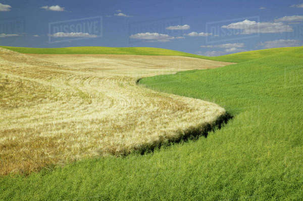 NA, USA, Washington State, Colfax, S-Pattern Thru Crop Line Cut, Mid ...