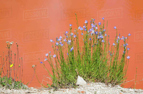 Wyoming, Yellowstone National Park, Harebell flowers blooming beside ...