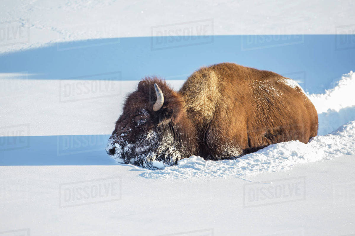 Wyoming, Yellowstone National Park, Bison Cow breaking trail for herd ...