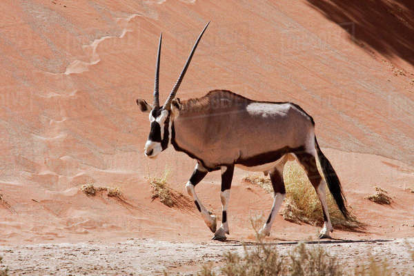 Walking male Oryx (Oryx gazella), Namib Naukluft National Park, Namib ...