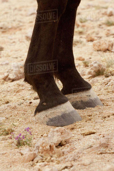 Namibia, Aus. Close-up of wild horse hooves. - Stock Photo - Dissolve