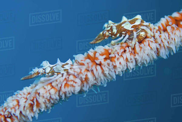 Indonesia, Komodo National Park. Wire coral crabs on spiraling wire ...