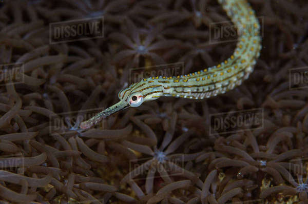 Indonesia, Sulawesi, Lembeh Strait. Pipefish swimming over coral ...