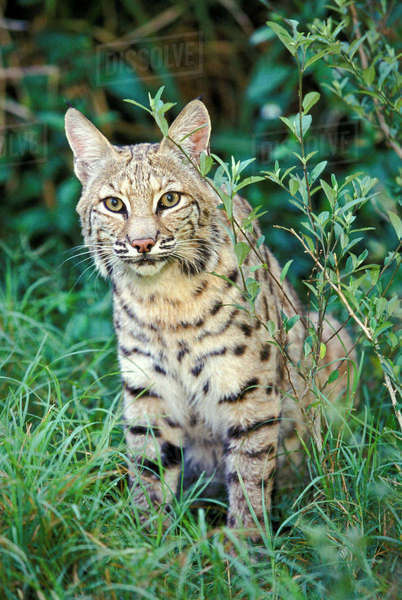 Bobcat (Felis rufus) - Stock Photo - Dissolve