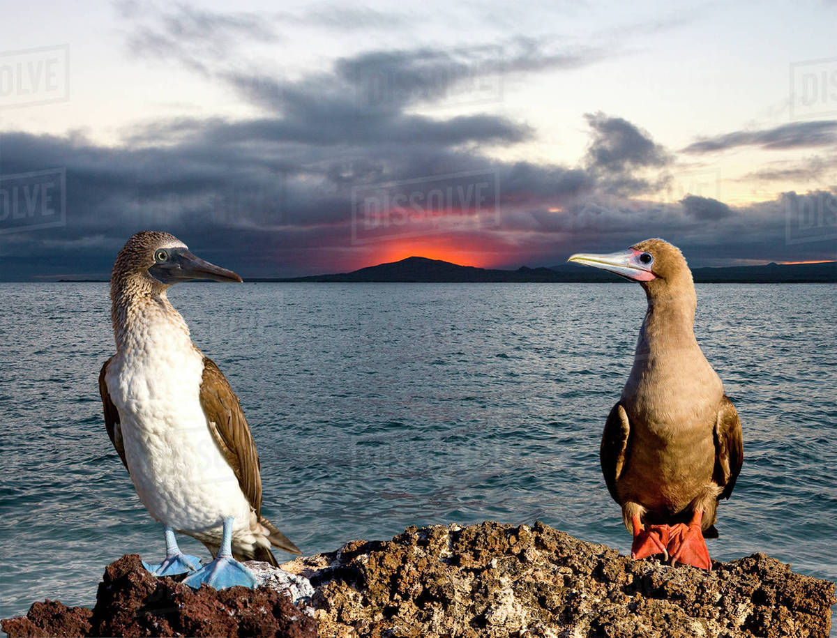 Blue (Sula nebouxii) and red-footed booby (Sula sula) birds with sunset ...
