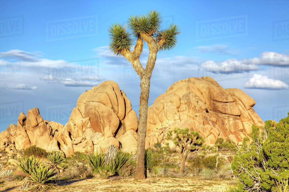 Joshua Tree National Park, granite rock formation and Joshua tree ...