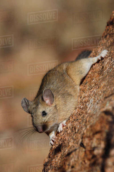 USA, Colorado, Pike National Forest. Bushy-tailed woodrat or packrat ...