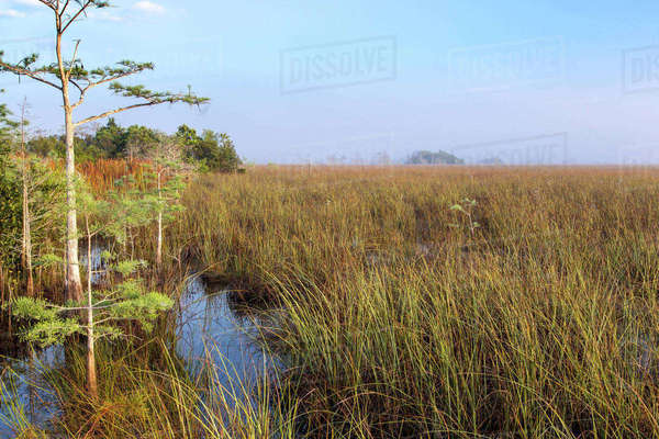Endless sawgrass highlighted by the sunrise in Everglades National Park ...