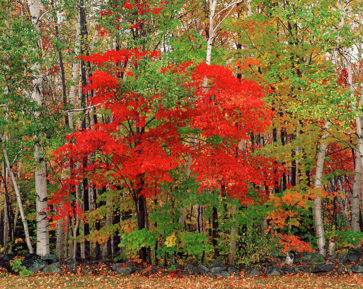 Maple Tree Forest